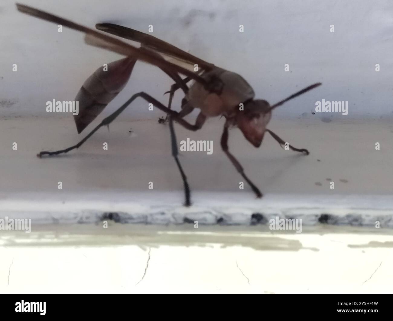 Needle-waisted Paper Wasps (Belonogaster) Insecta Stock Photo - Alamy