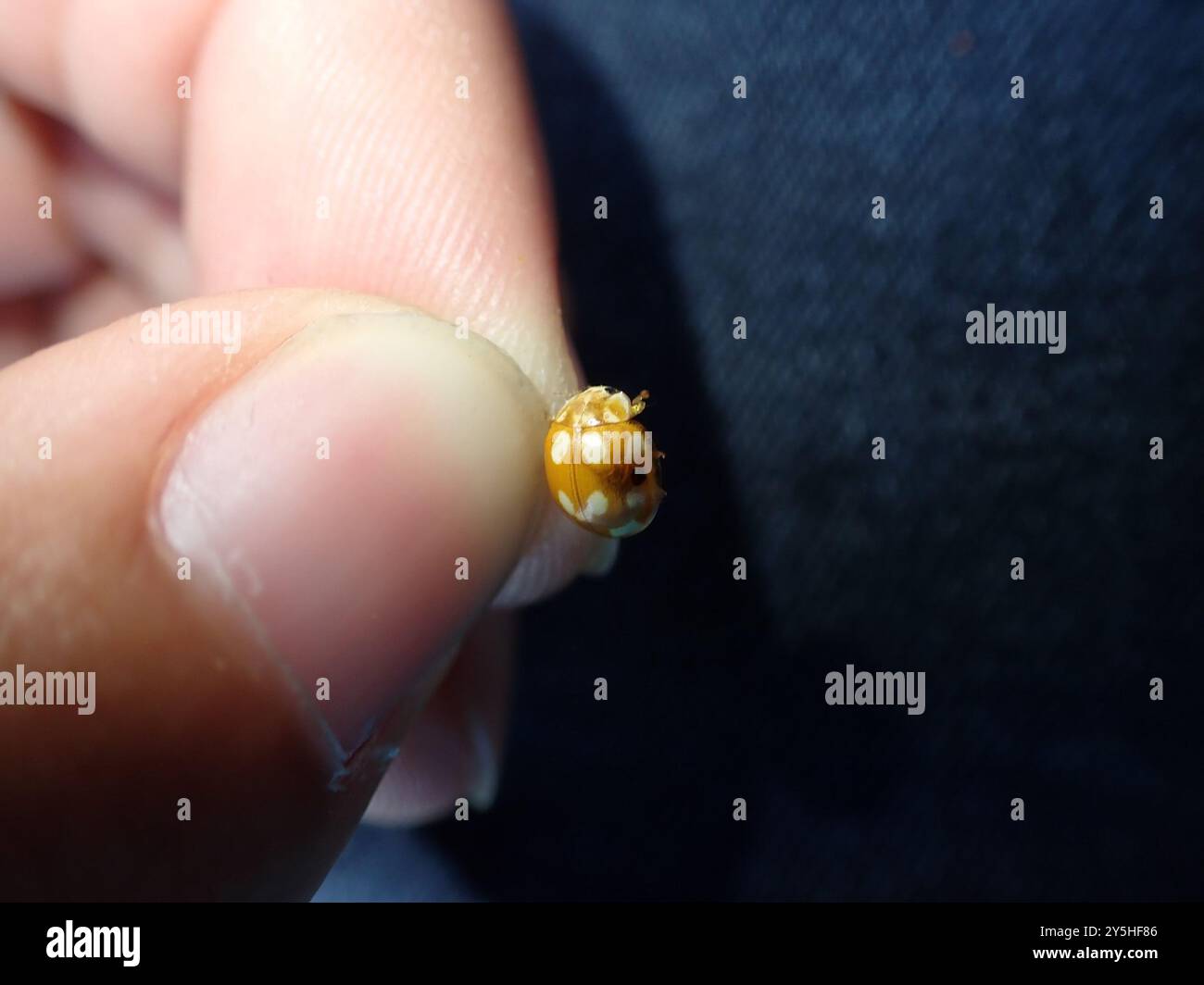 Little Arboreal Lady Beetle (Calvia decemguttata) Insecta Stock Photo ...