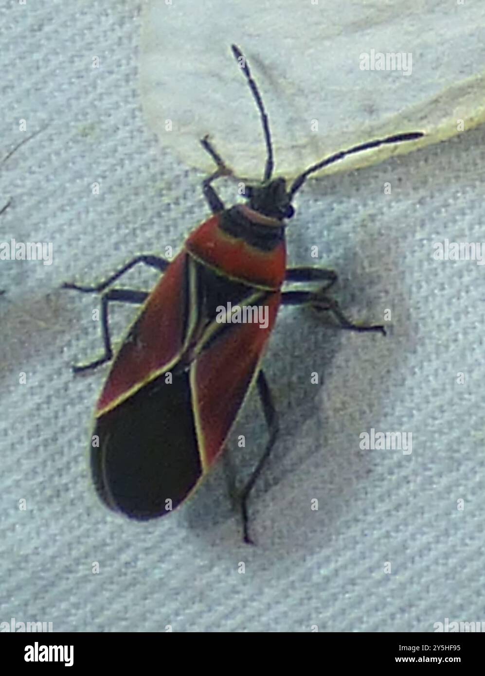White-crossed Seed Bug (Neacoryphus bicrucis) Insecta Stock Photo - Alamy