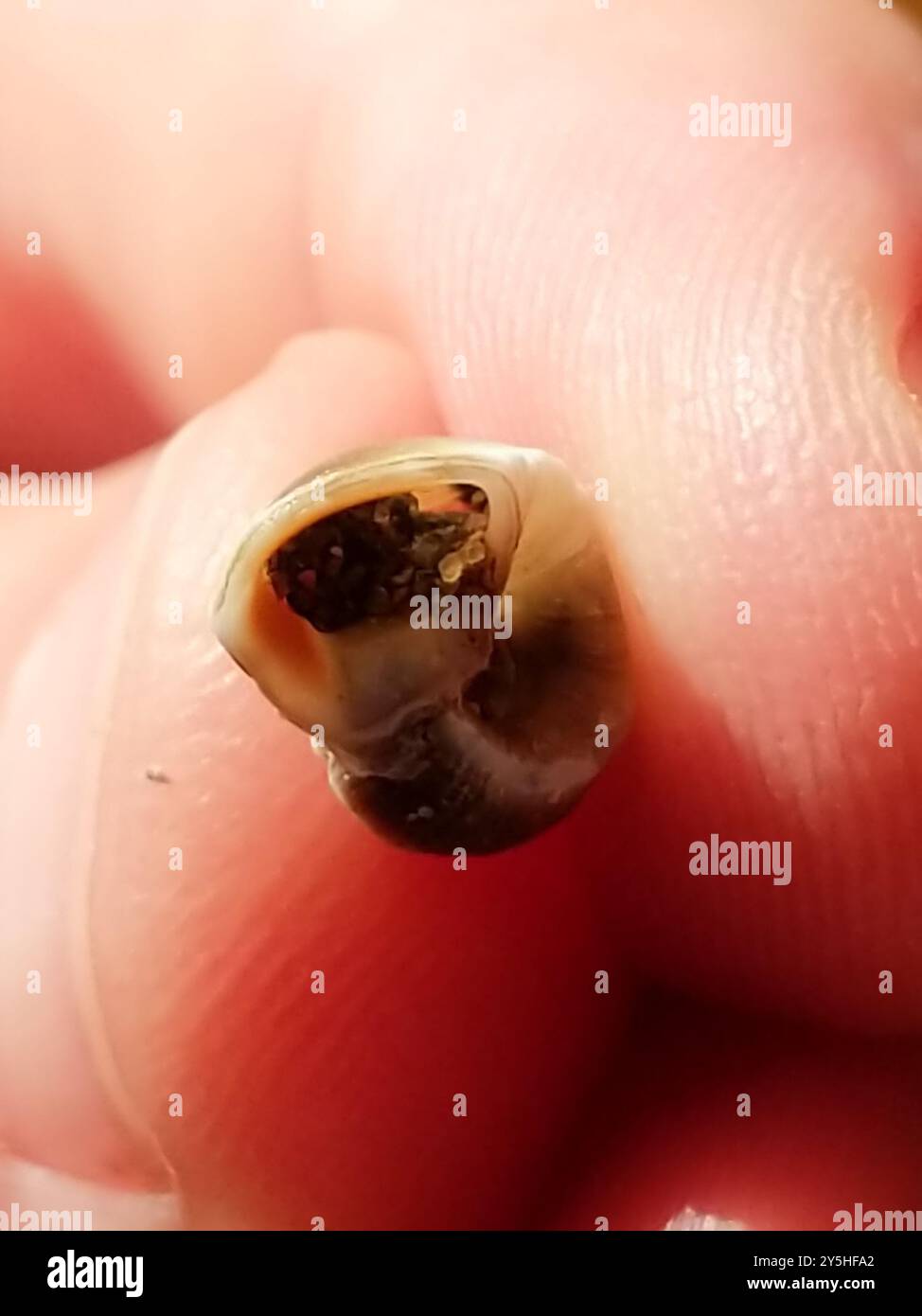 Ramshorn snails (Planorbidae) Mollusca Stock Photo - Alamy