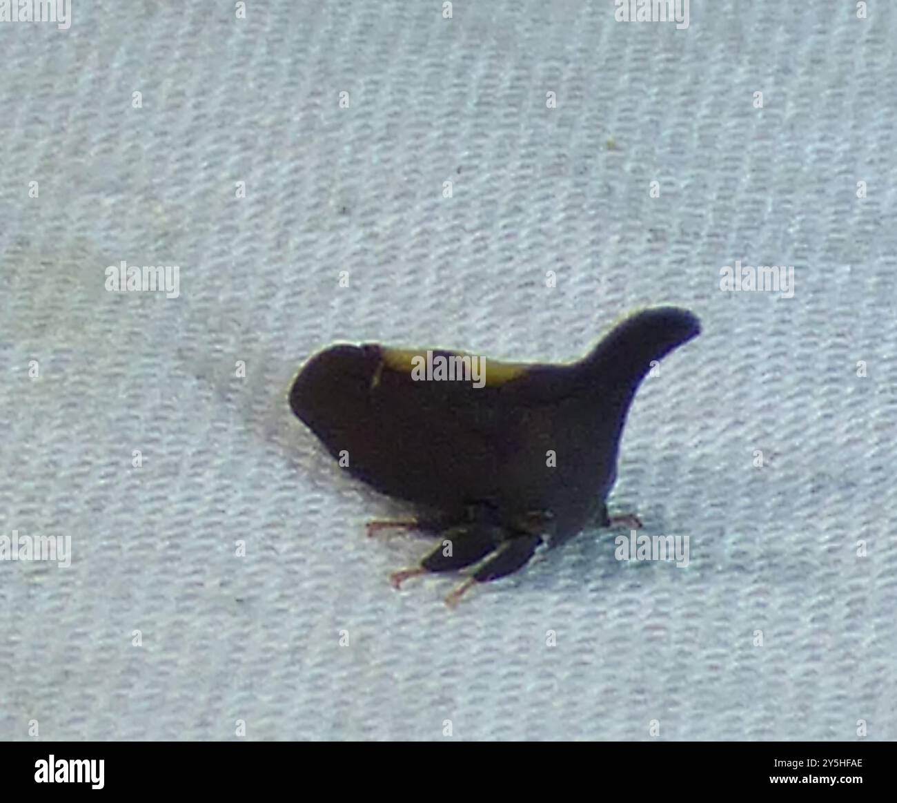 Two-marked Treehopper Complex (Enchenopa binotata) Insecta Stock Photo ...