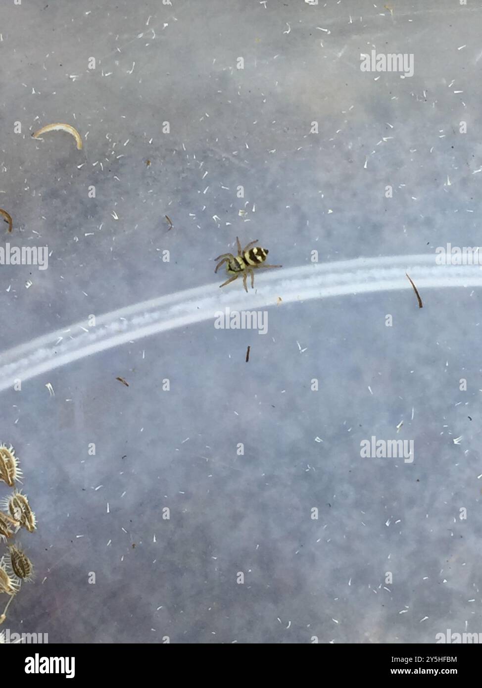 Sun Jumping Spiders (Heliophanus) Arachnida Stock Photo - Alamy