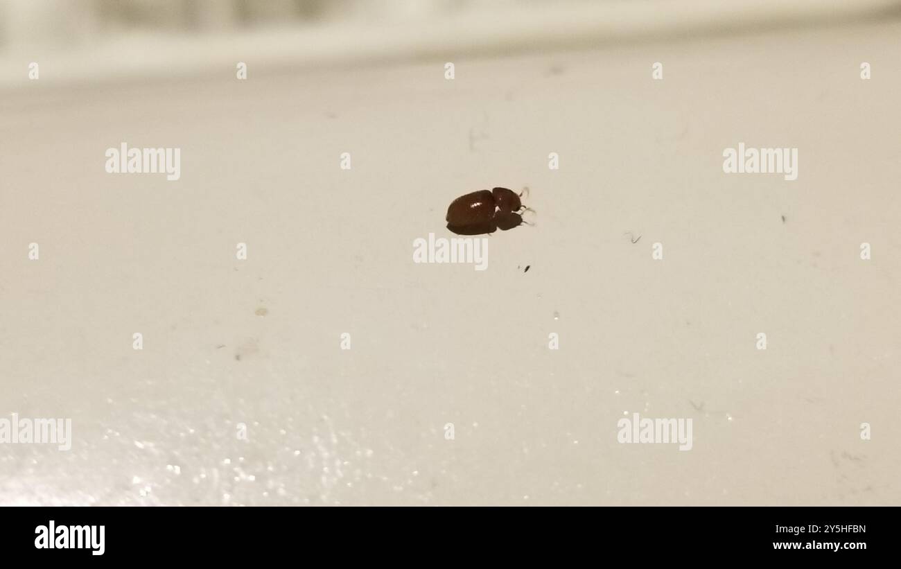 Deathwatch, Spider, and Wood-borer Beetles (Ptinidae) Insecta Stock ...