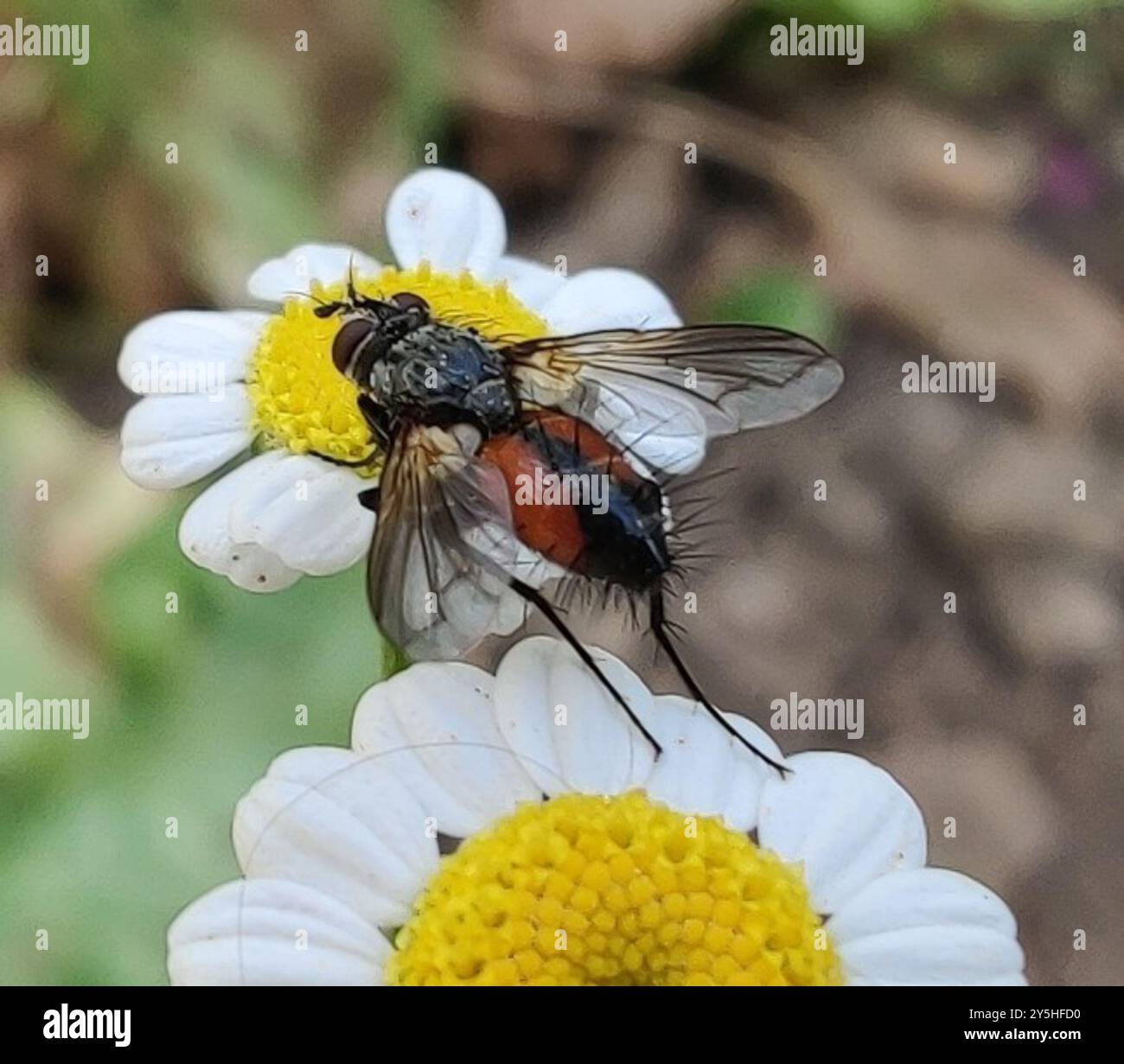 Red Spotted Parasite Fly (Eriothrix rufomaculata) Insecta Stock Photo ...