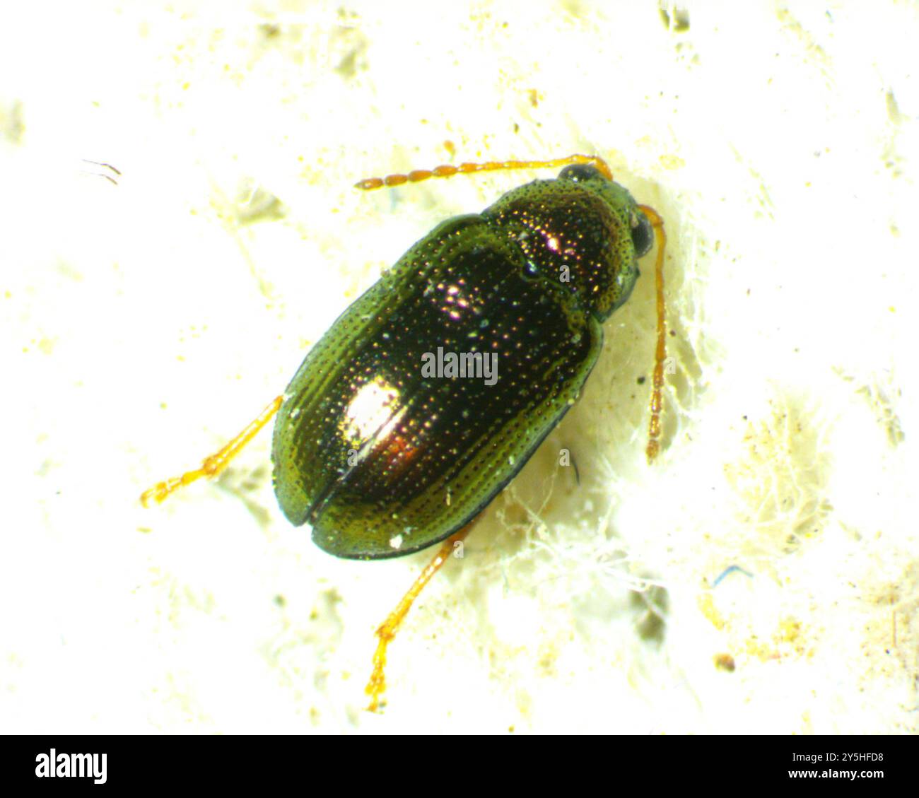 Studded Flea Beetles (Crepidodera) Insecta Stock Photo - Alamy