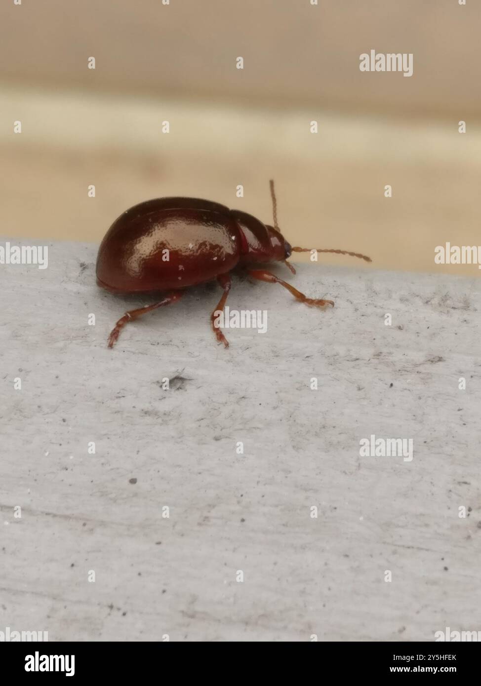 brown leaf beetle (Chrysolina staphylaea) Insecta Stock Photo - Alamy