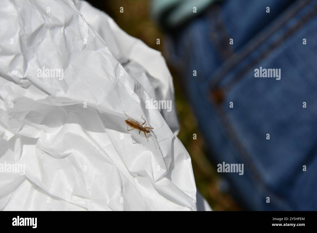 Marsh Damsel Bug (Nabis limbatus) Insecta Stock Photo - Alamy
