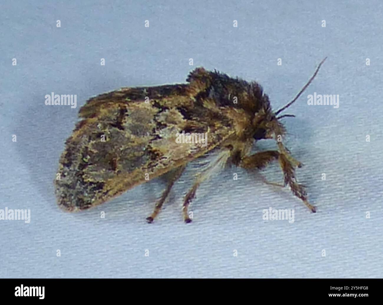 Hag Moth (Phobetron pithecium) Insecta Stock Photo - Alamy