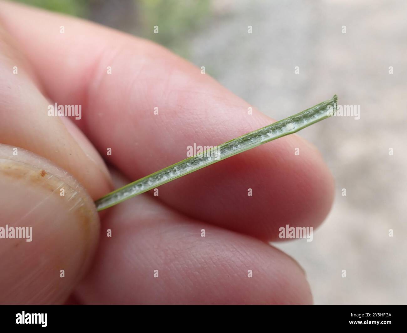 Hard Rush (Juncus inflexus) Plantae Stock Photo - Alamy