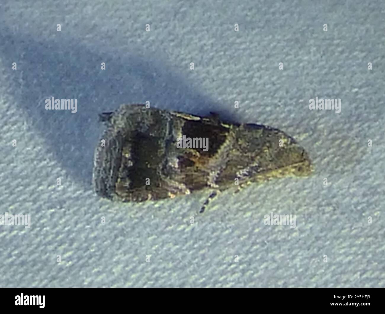 Rectangular Tripudia Moth (Tripudia rectangula) Insecta Stock Photo - Alamy