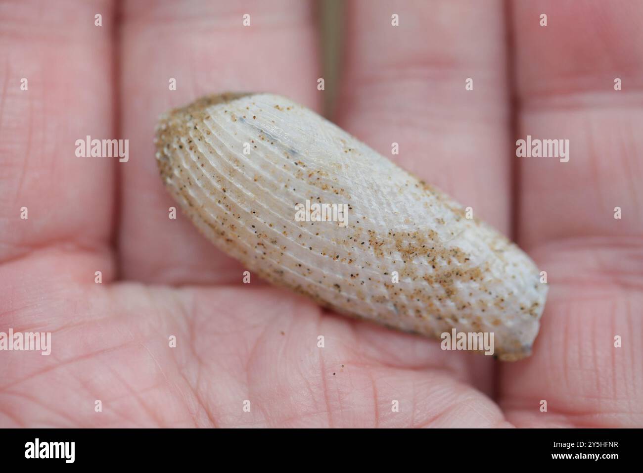 White Piddock (Barnea candida) Mollusca Stock Photo - Alamy
