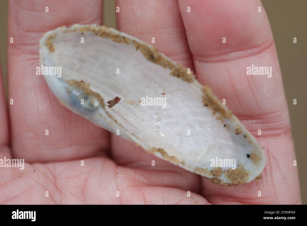 White Piddock (Barnea candida) Mollusca Stock Photo - Alamy