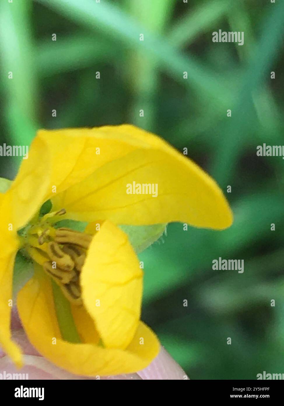 American Sicklepod (Senna obtusifolia) Plantae Stock Photo - Alamy