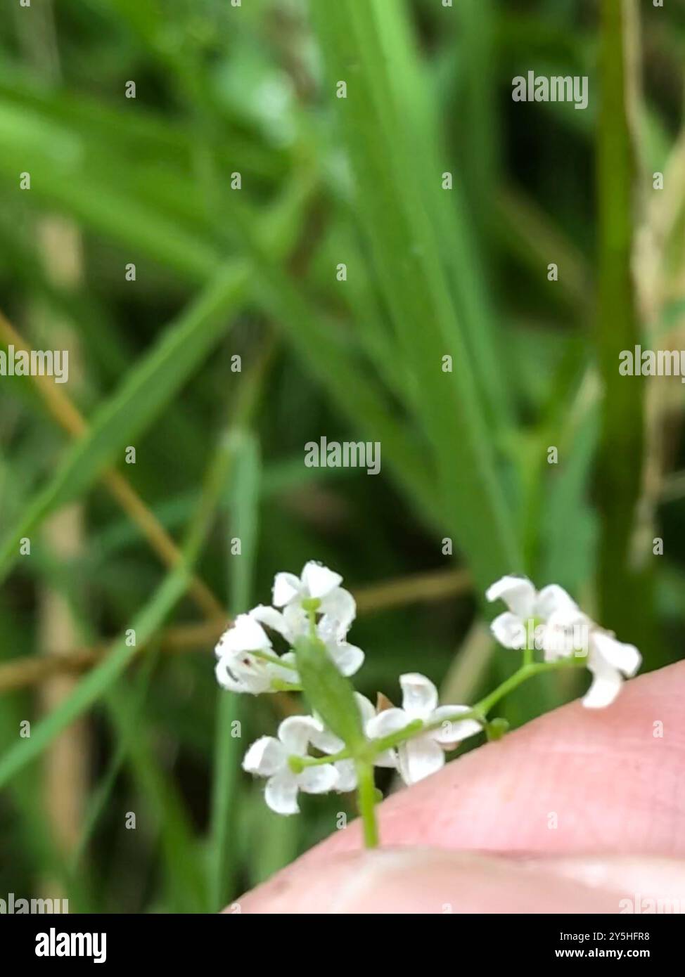 Common Marsh-bedstraw (Galium palustre) Plantae Stock Photo - Alamy