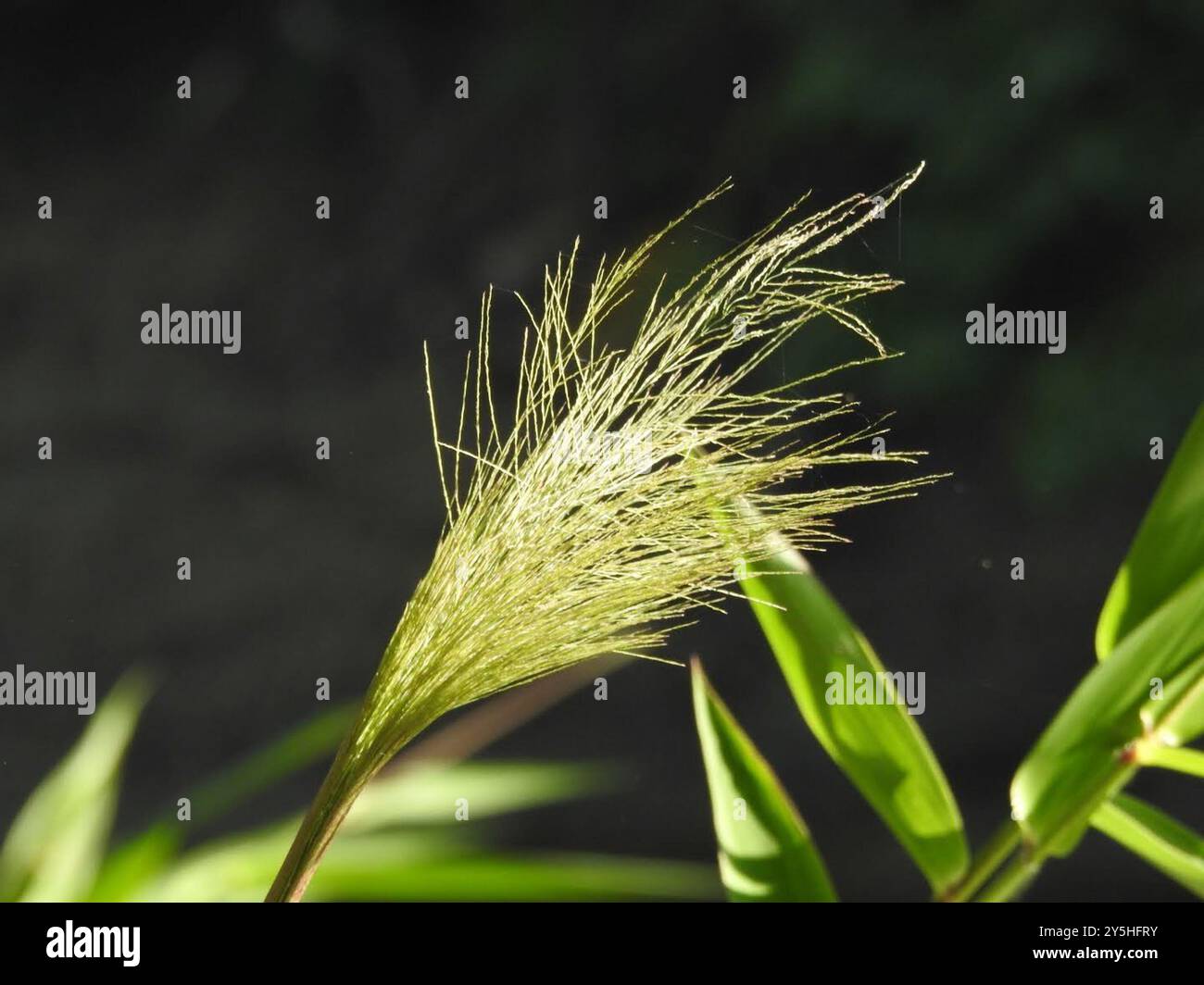 Nepalese Broom Grass (Thysanolaena latifolia) Plantae Stock Photo - Alamy