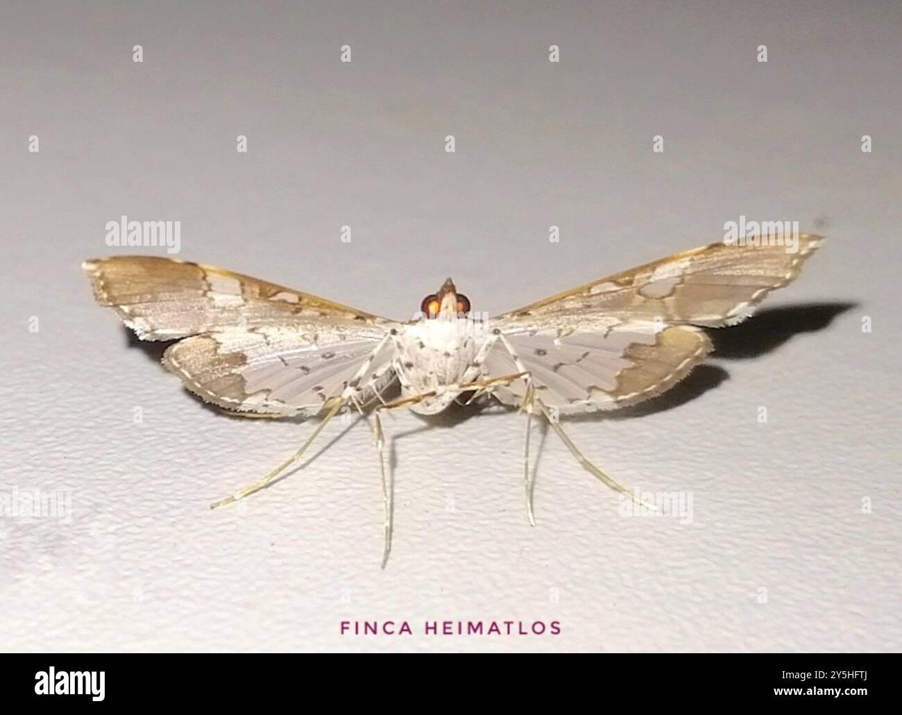 Mung Bean Moth (Maruca vitrata) Insecta Stock Photo - Alamy