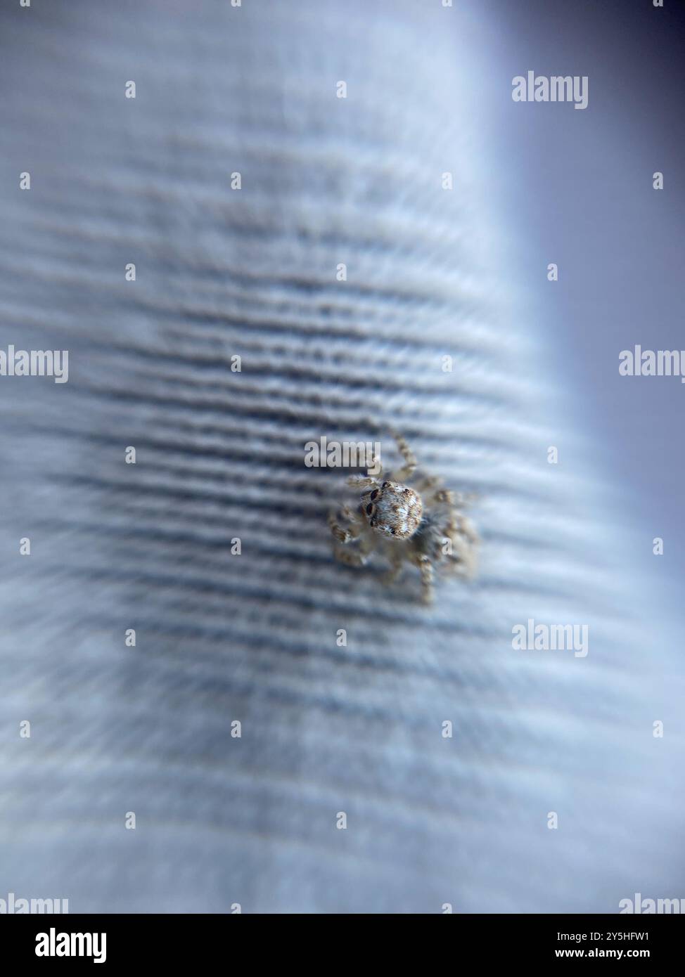 Distinguished jumping spider hi-res stock photography and images - Alamy