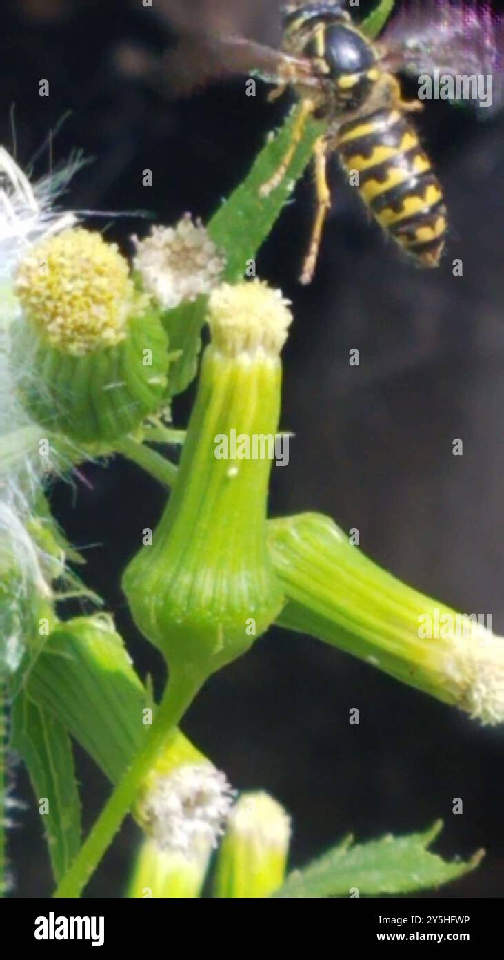 Common Aerial Yellowjacket (Dolichovespula arenaria) Insecta Stock ...