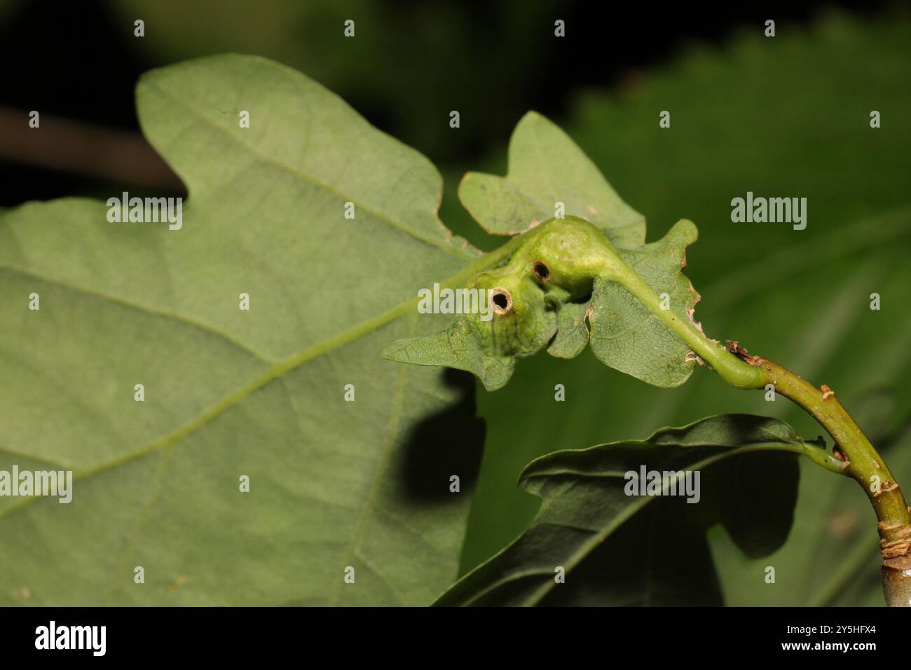 Oak Curved-leaf Gall Wasp (Andricus curvator) Insecta Stock Photo - Alamy