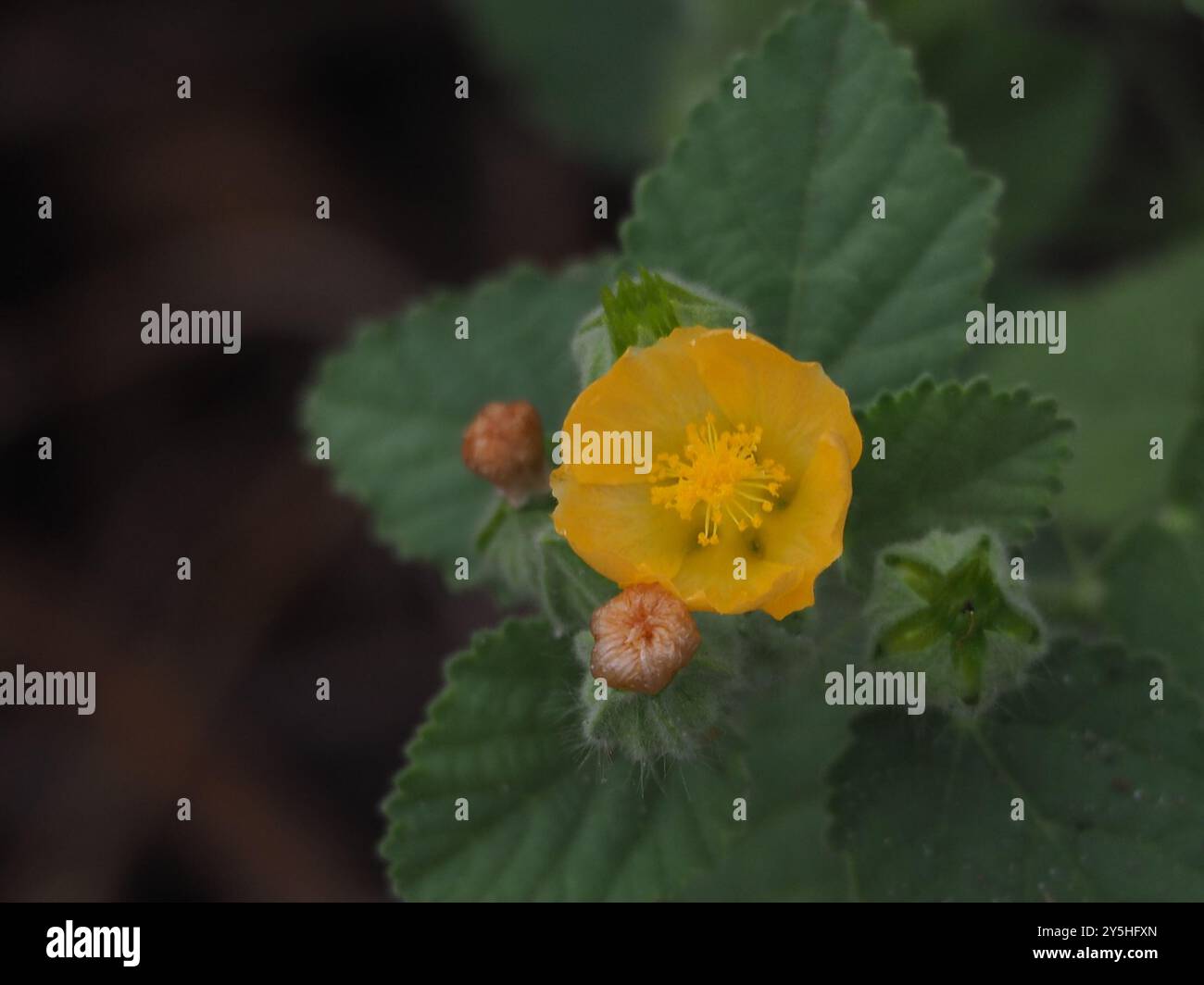 flannel weed (Sida cordifolia) Plantae Stock Photo - Alamy