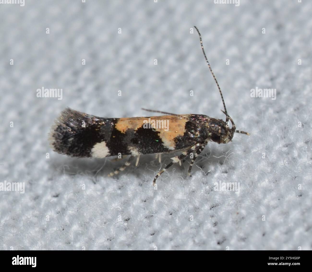 Red-necked Peanutworm Moth (Stegasta bosqueella) Insecta Stock Photo ...
