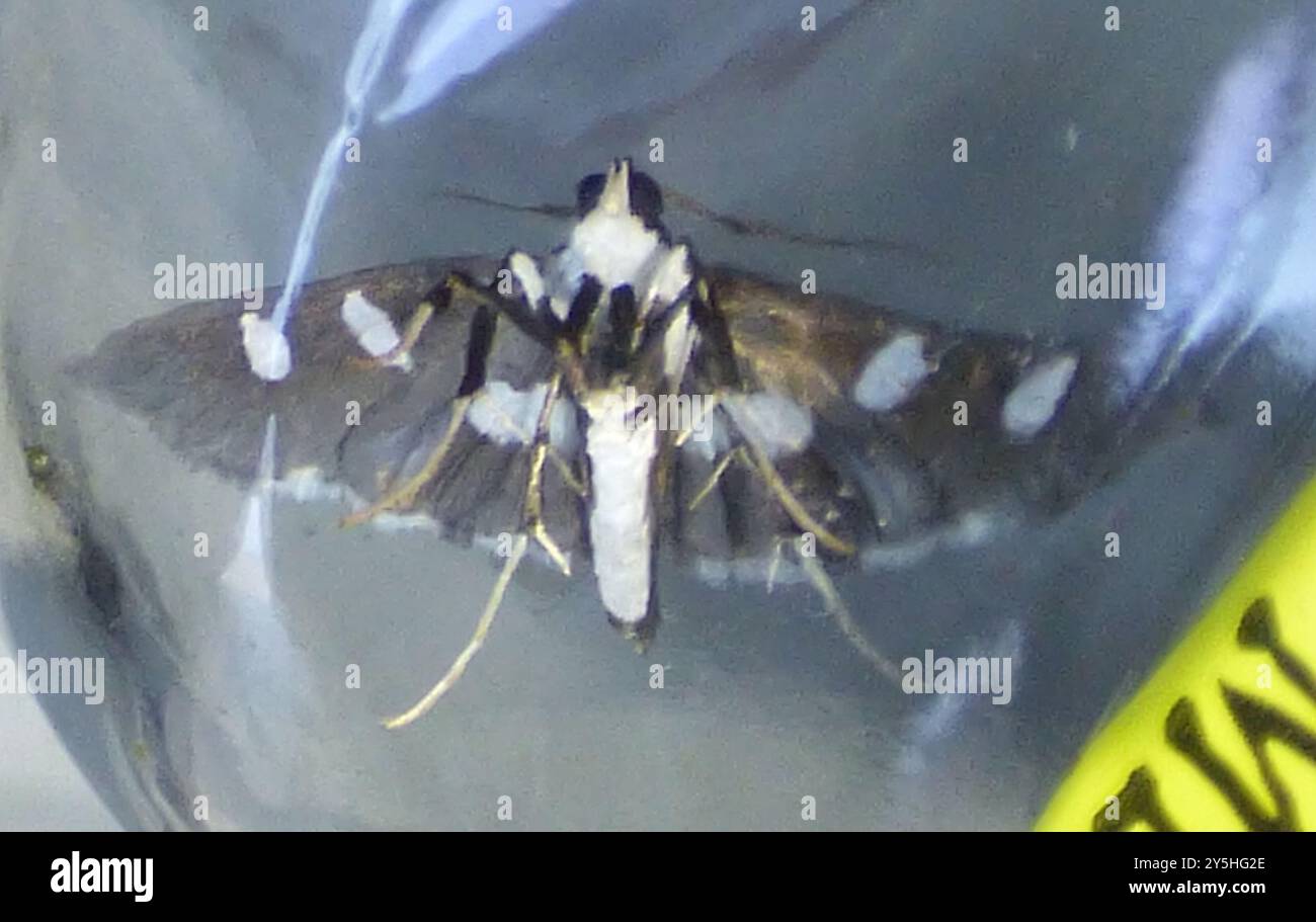 Grape Leaffolder Moth (Desmia funeralis) Insecta Stock Photo - Alamy