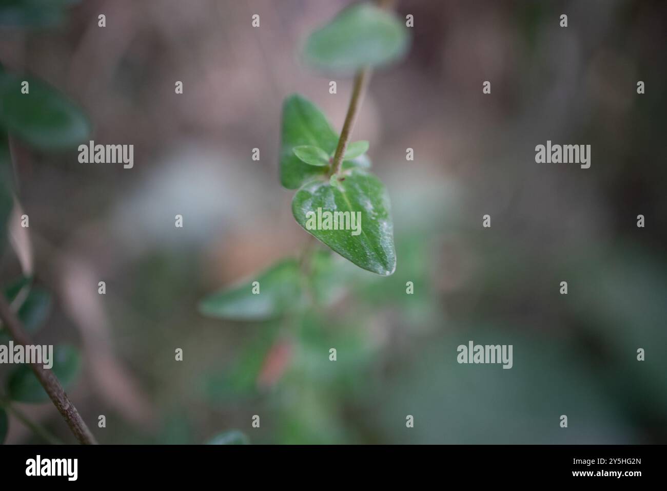 Slender St John's-wort (Hypericum pulchrum) Plantae Stock Photo - Alamy