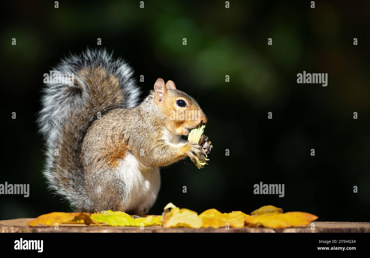 Portrait of a grey squirrel eating hazelnut on a tree stump in autumn ...