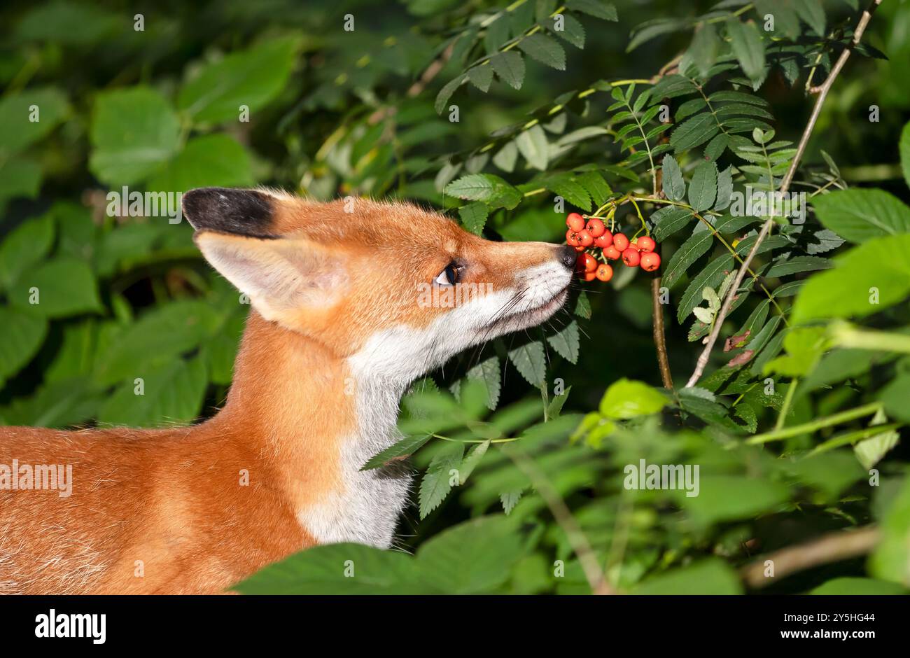 Portrait of a red fox eating rowan berries in a forest, UK Stock Photo ...