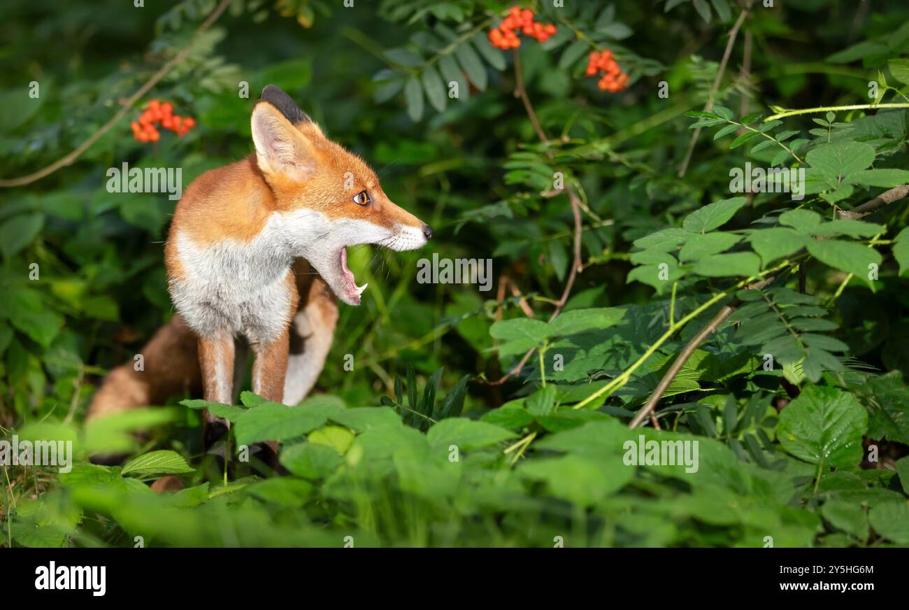 Portrait of a red fox with open mouth standing on a grass in a forest ...