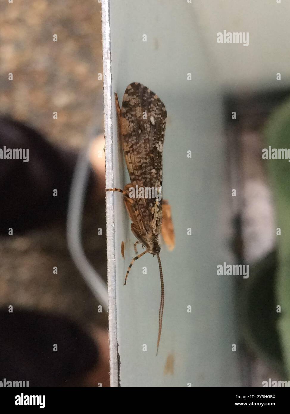 Giant Casemaker Caddisflies (Phryganeidae) Insecta Stock Photo - Alamy