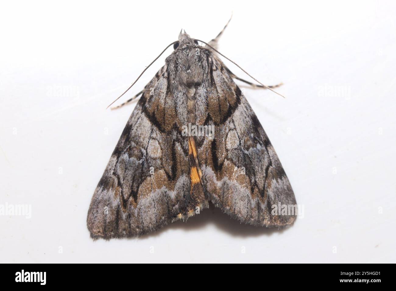 Charming Underwing (Catocala blandula) Insecta Stock Photo - Alamy