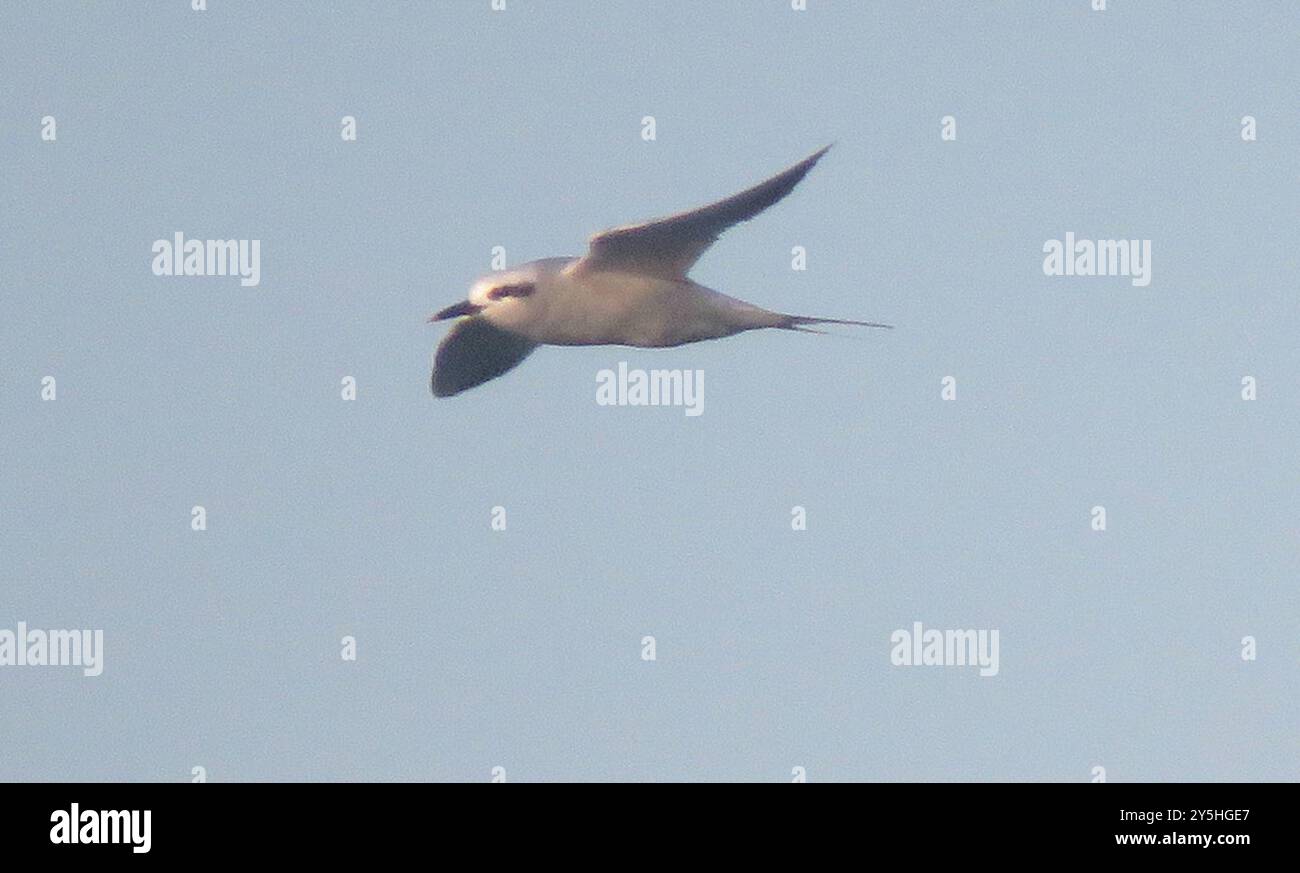 Snowy-crowned Tern (Sterna trudeaui) Aves Stock Photo - Alamy