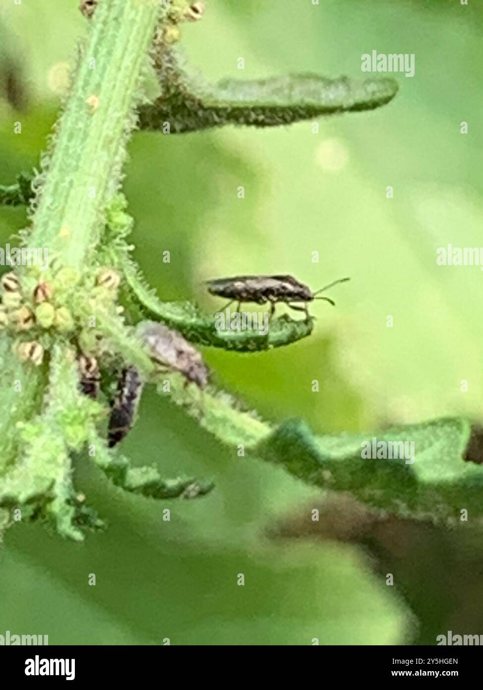 False chinch bugs (Nysius) Insecta Stock Photo - Alamy