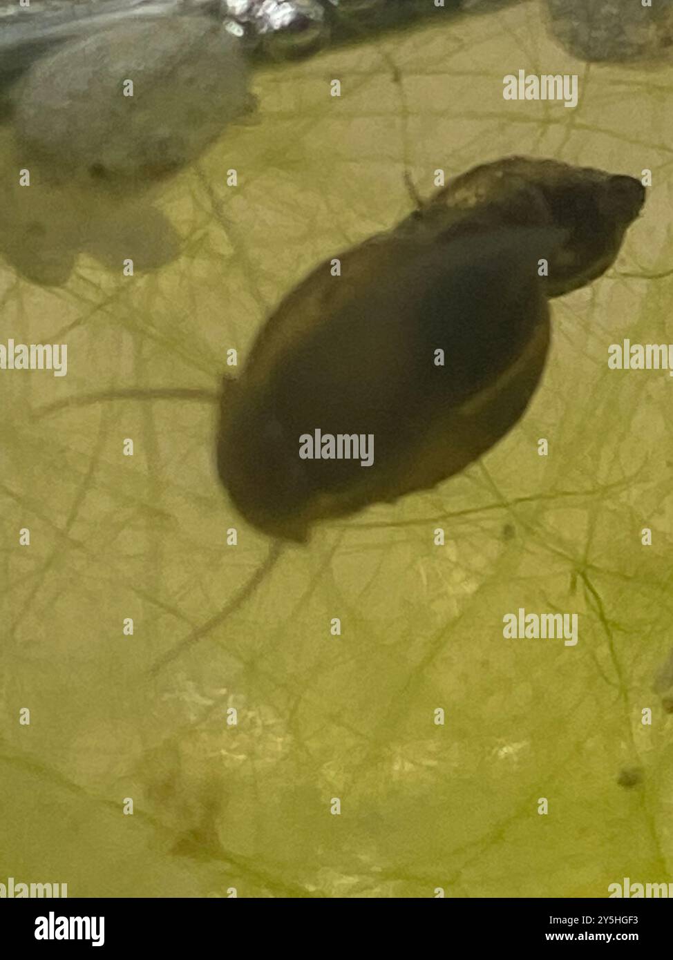 Acute Bladder Snail (Physella acuta) Mollusca Stock Photo - Alamy