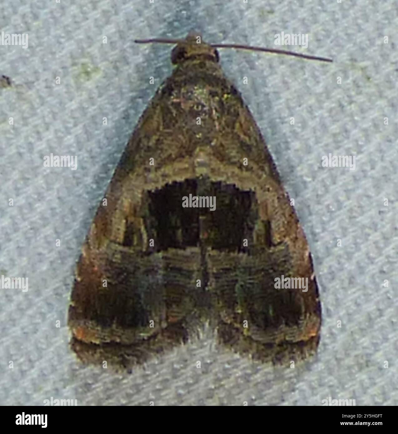 Rectangular Tripudia Moth (Tripudia rectangula) Insecta Stock Photo - Alamy