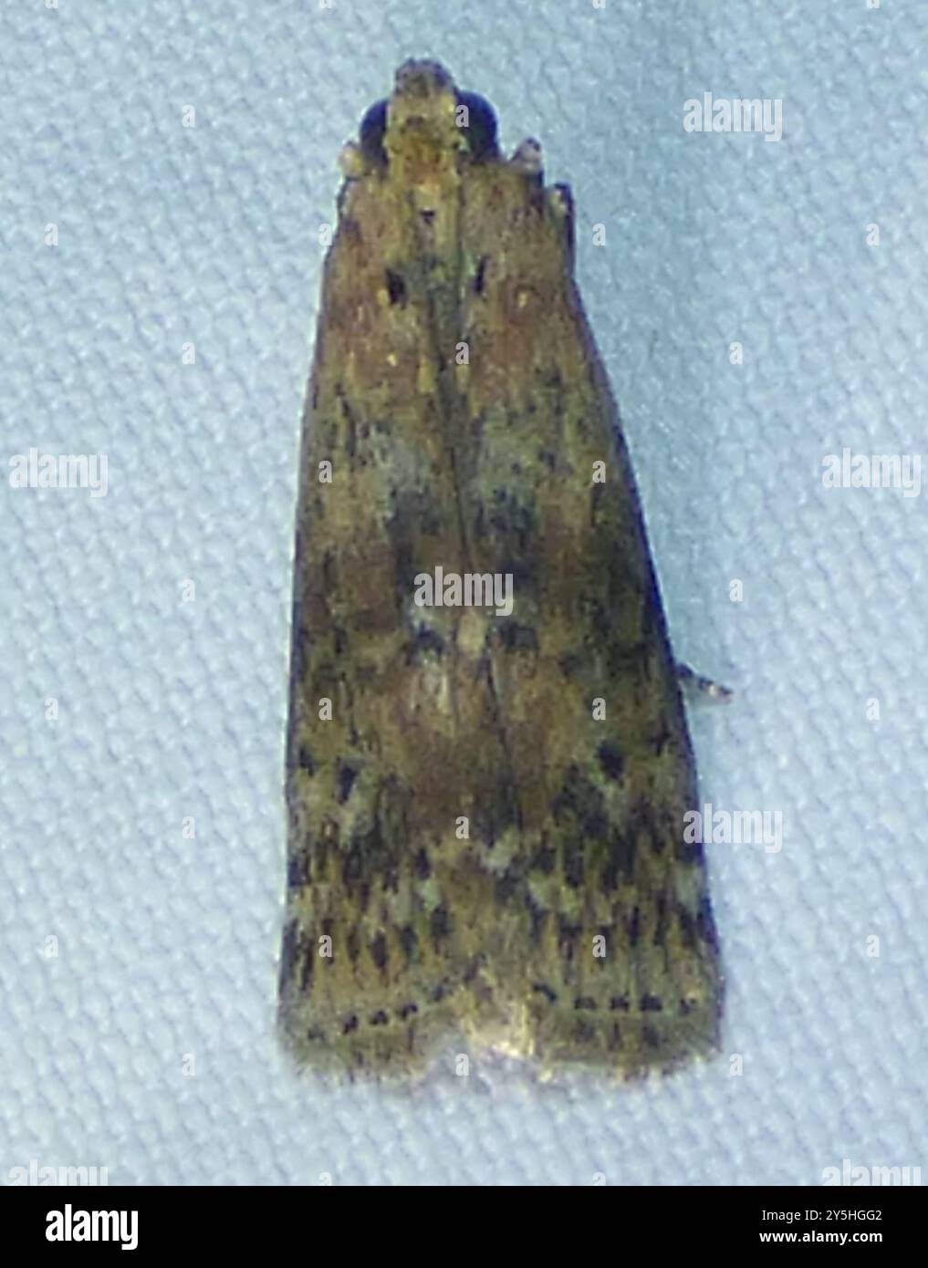 Hackberry Leafroller Moth (Sciota celtidella) Insecta Stock Photo - Alamy