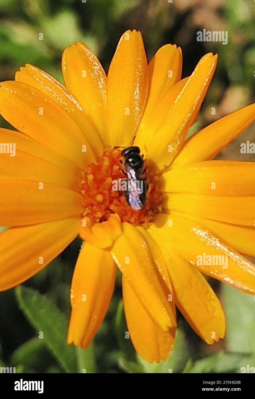 Small Carpenter Bees (Ceratina) Insecta Stock Photo - Alamy
