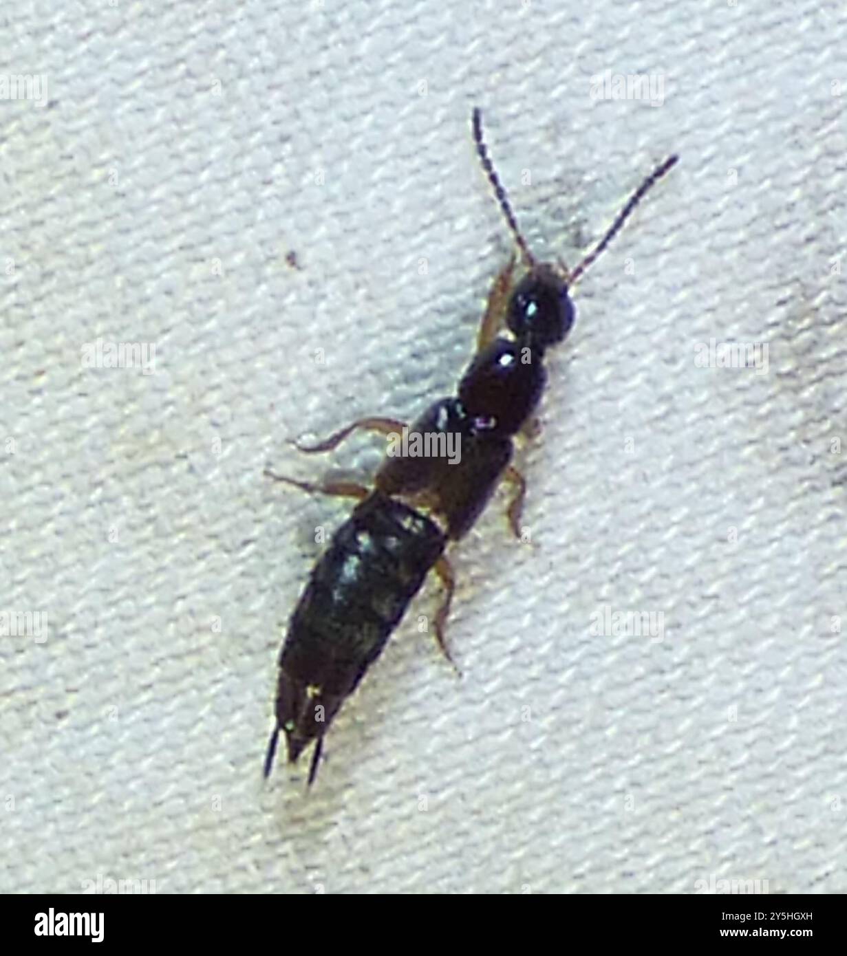 Rove Beetles (Staphylinidae) Insecta Stock Photo - Alamy