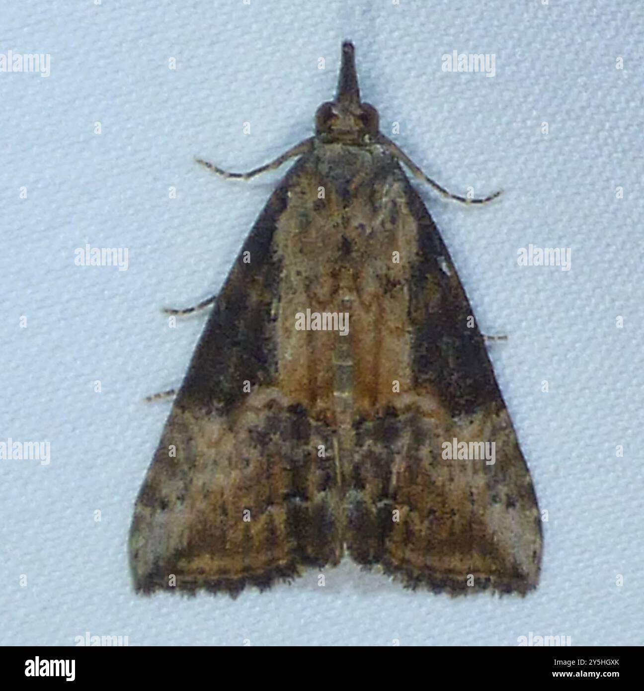 Green Cloverworm Moth (Hypena scabra) Insecta Stock Photo - Alamy