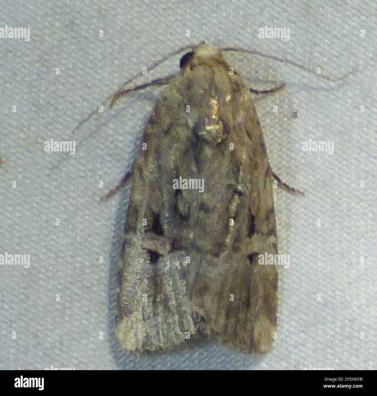 Chalcedony Midget (Elaphria chalcedonia) Insecta Stock Photo - Alamy