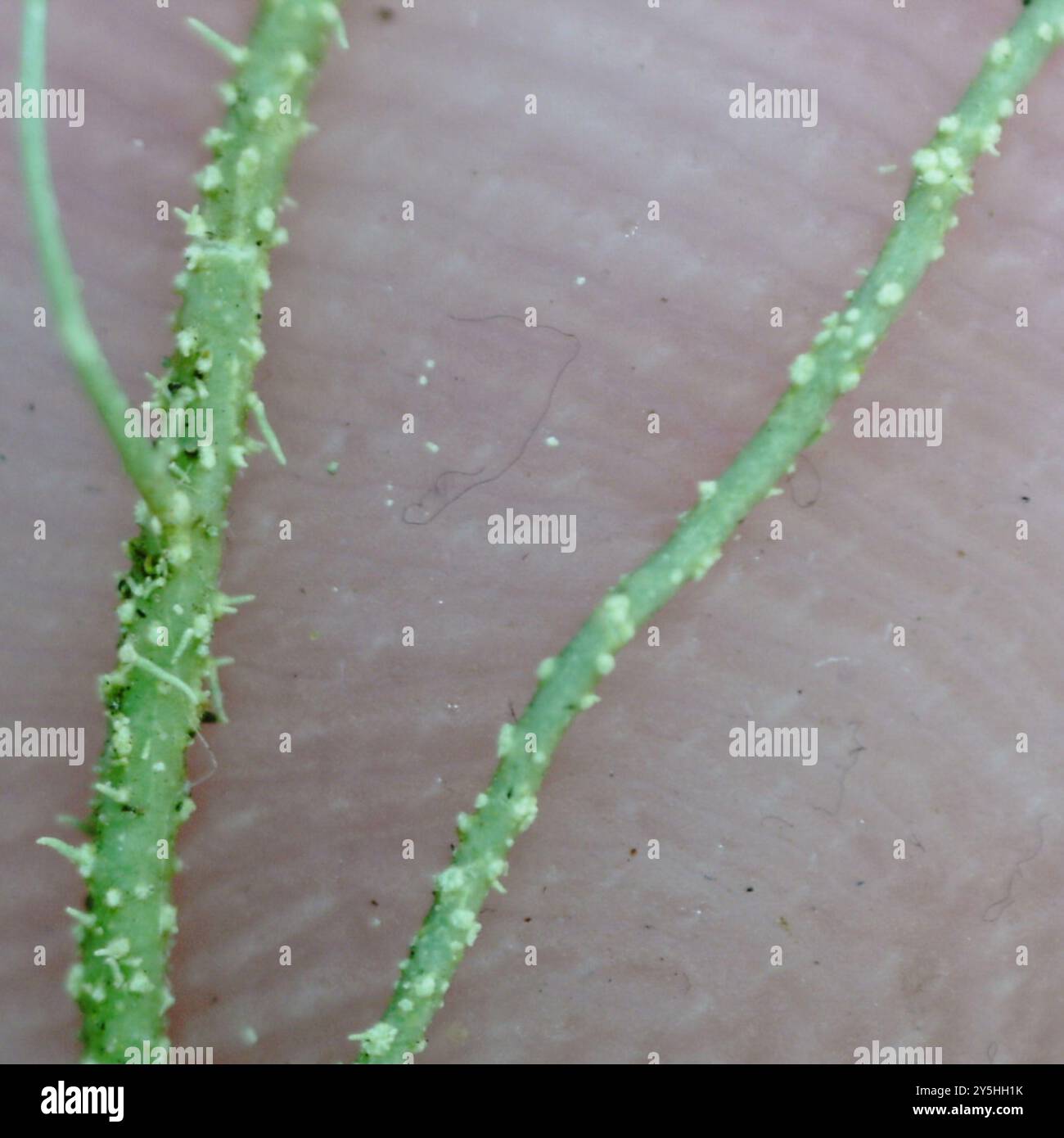 Fishbone Beard Lichen (Usnea dasopoga) Fungi Stock Photo - Alamy