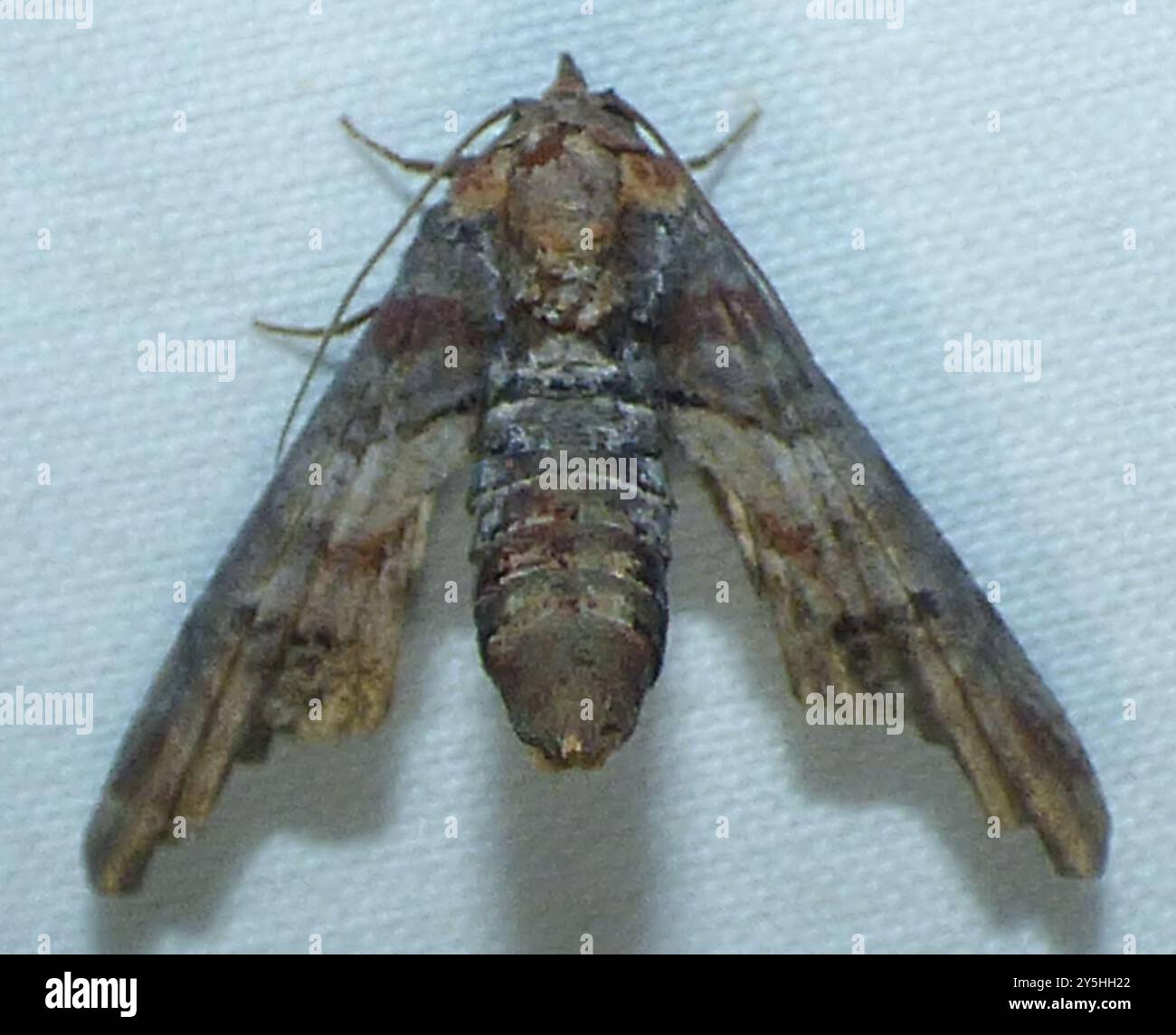 Dark Marathyssa Moth (Marathyssa inficita) Insecta Stock Photo - Alamy