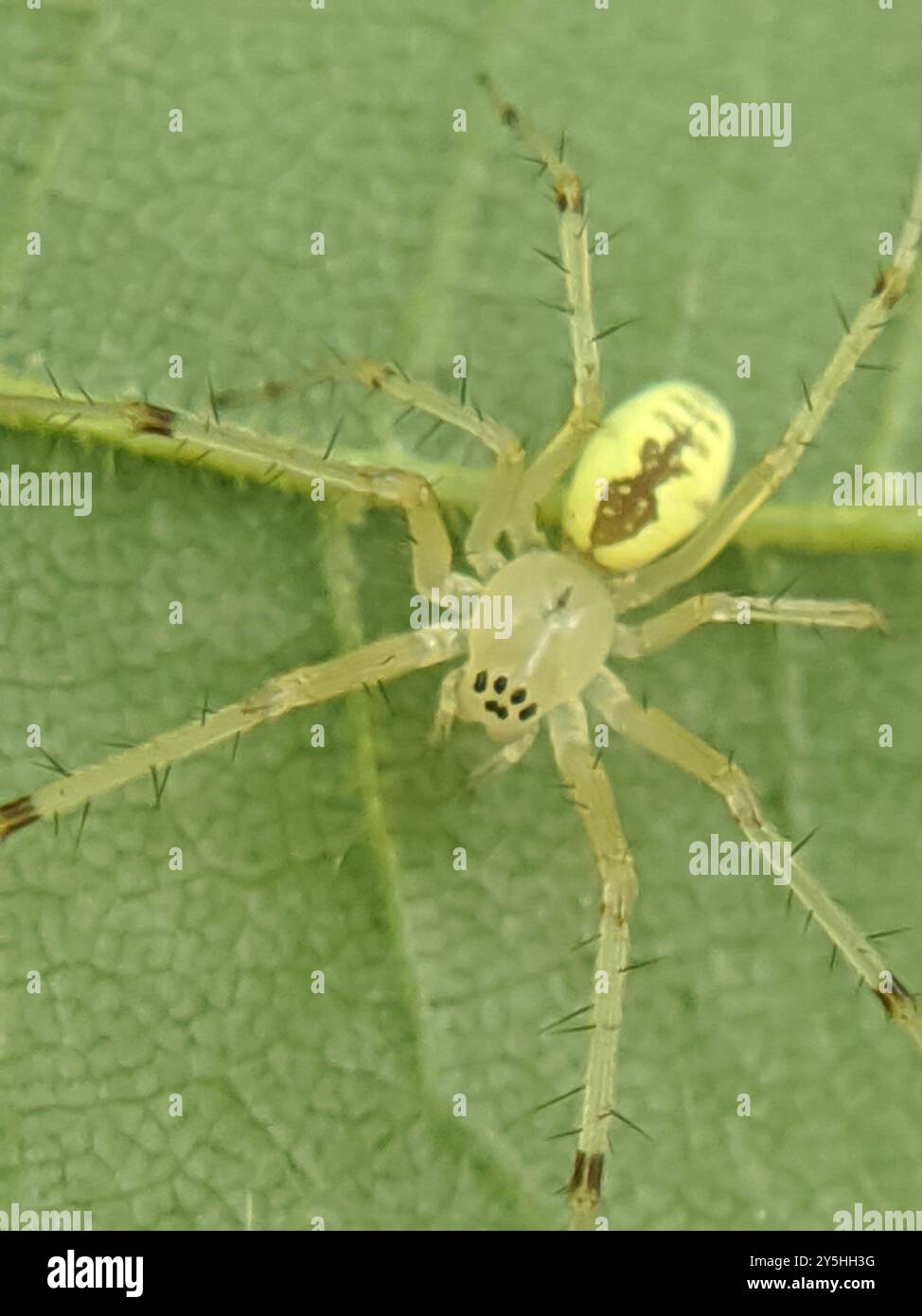 Typical Cobweb Spiders (Theridion) Arachnida Stock Photo - Alamy
