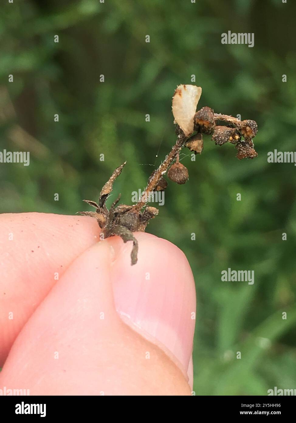 Typical Hover Flies (Syrphinae) Insecta Stock Photo - Alamy