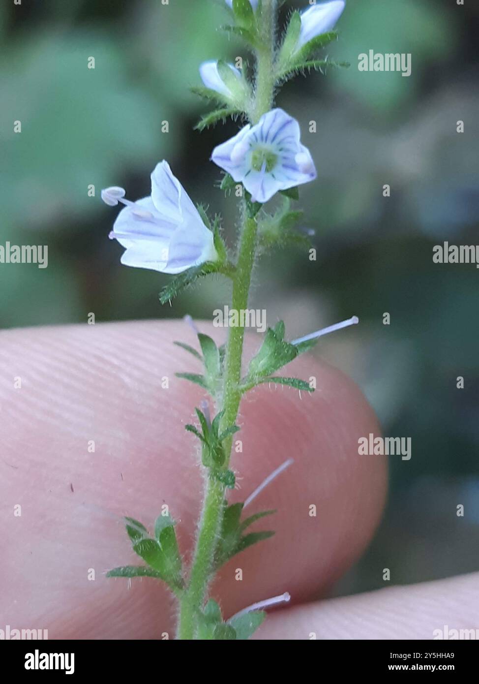heath speedwell (Veronica officinalis) Plantae Stock Photo - Alamy