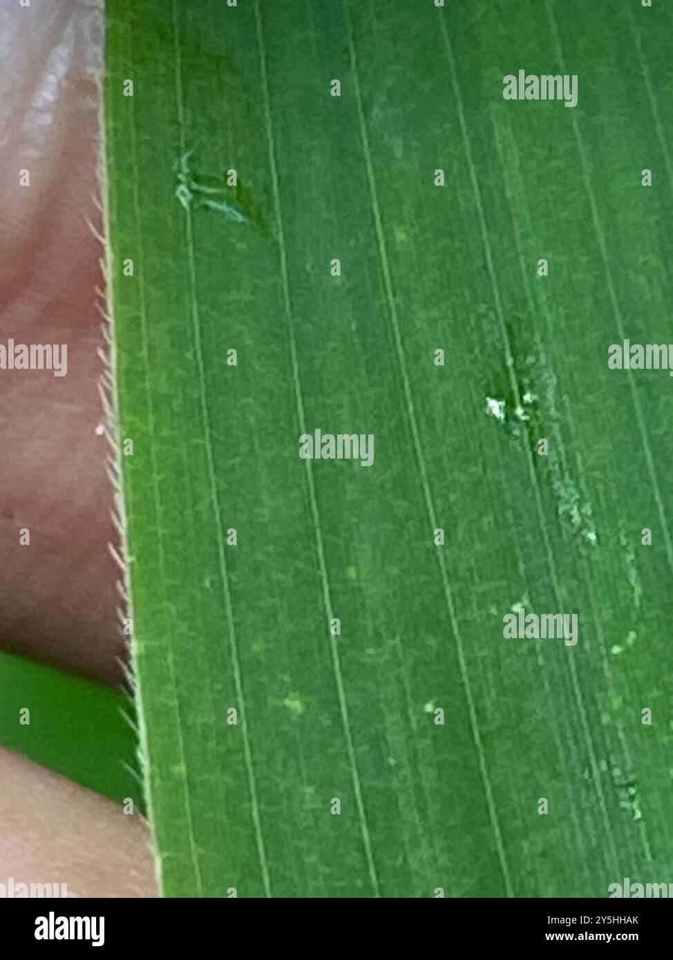 Long-awned Wood Grass (Brachyelytrum erectum) Plantae Stock Photo - Alamy