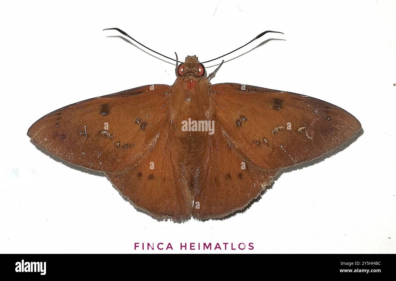 Porsena came hi-res stock photography and images - Alamy