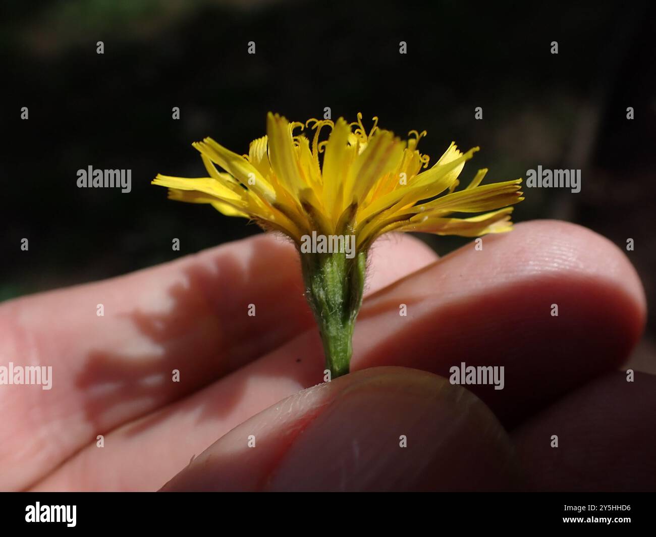 Rough Hawkbit (Leontodon hispidus) Plantae Stock Photo - Alamy