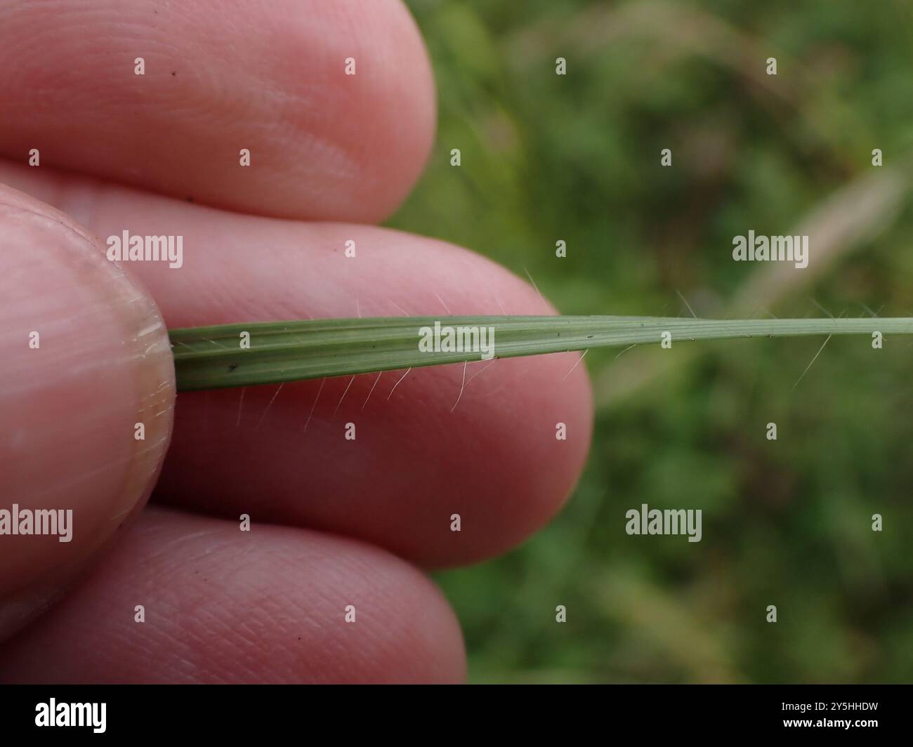 Upright Brome (Bromus erectus) Plantae Stock Photo - Alamy